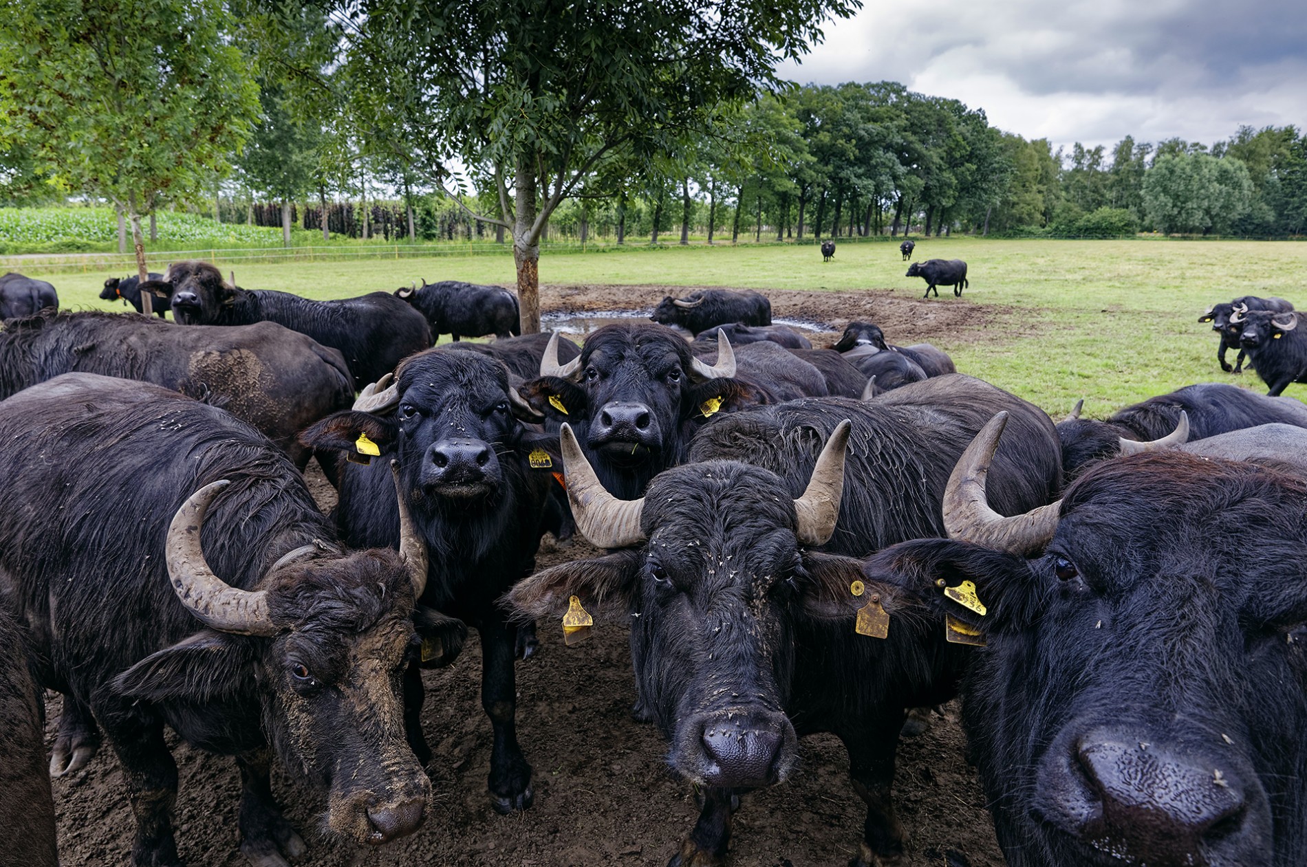 Home - D'n Buff Waterbuffelboerderij
