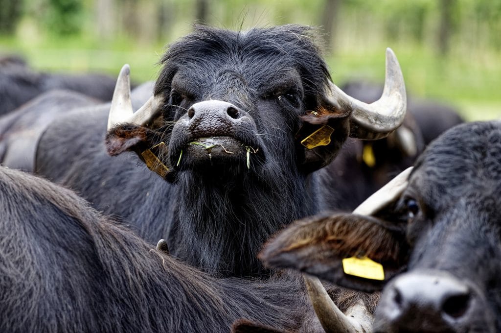 Home - D'n Buff Waterbuffelboerderij